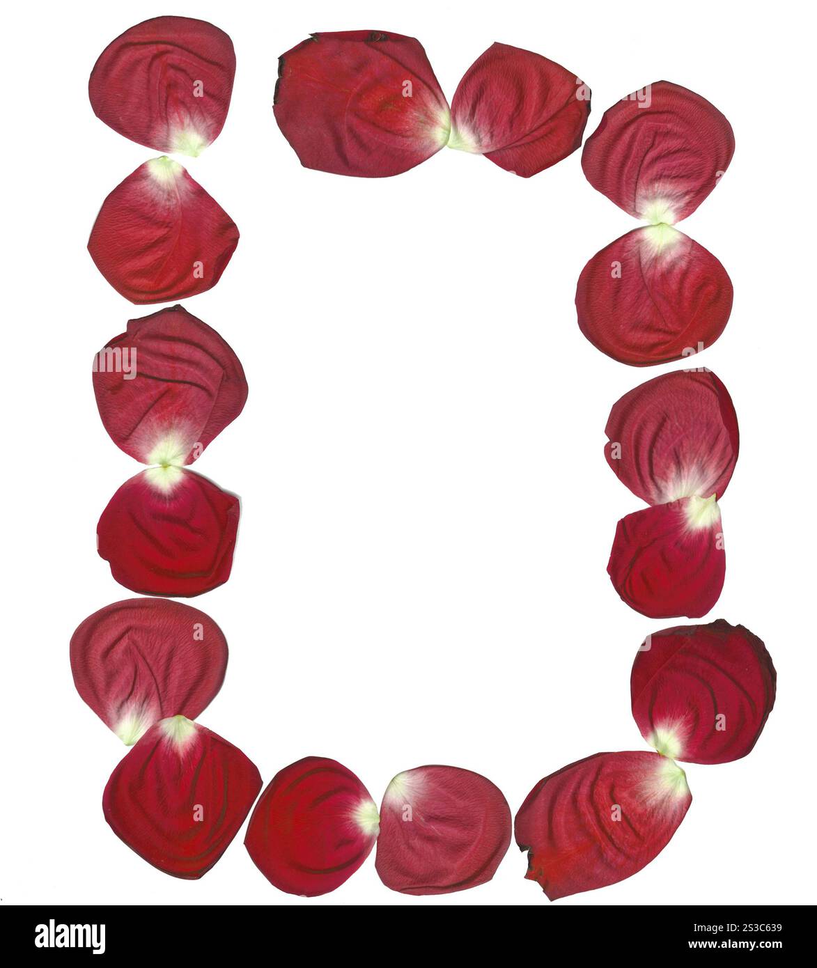 rose petals isolated on white background. rose petals Stock Photo - Alamy