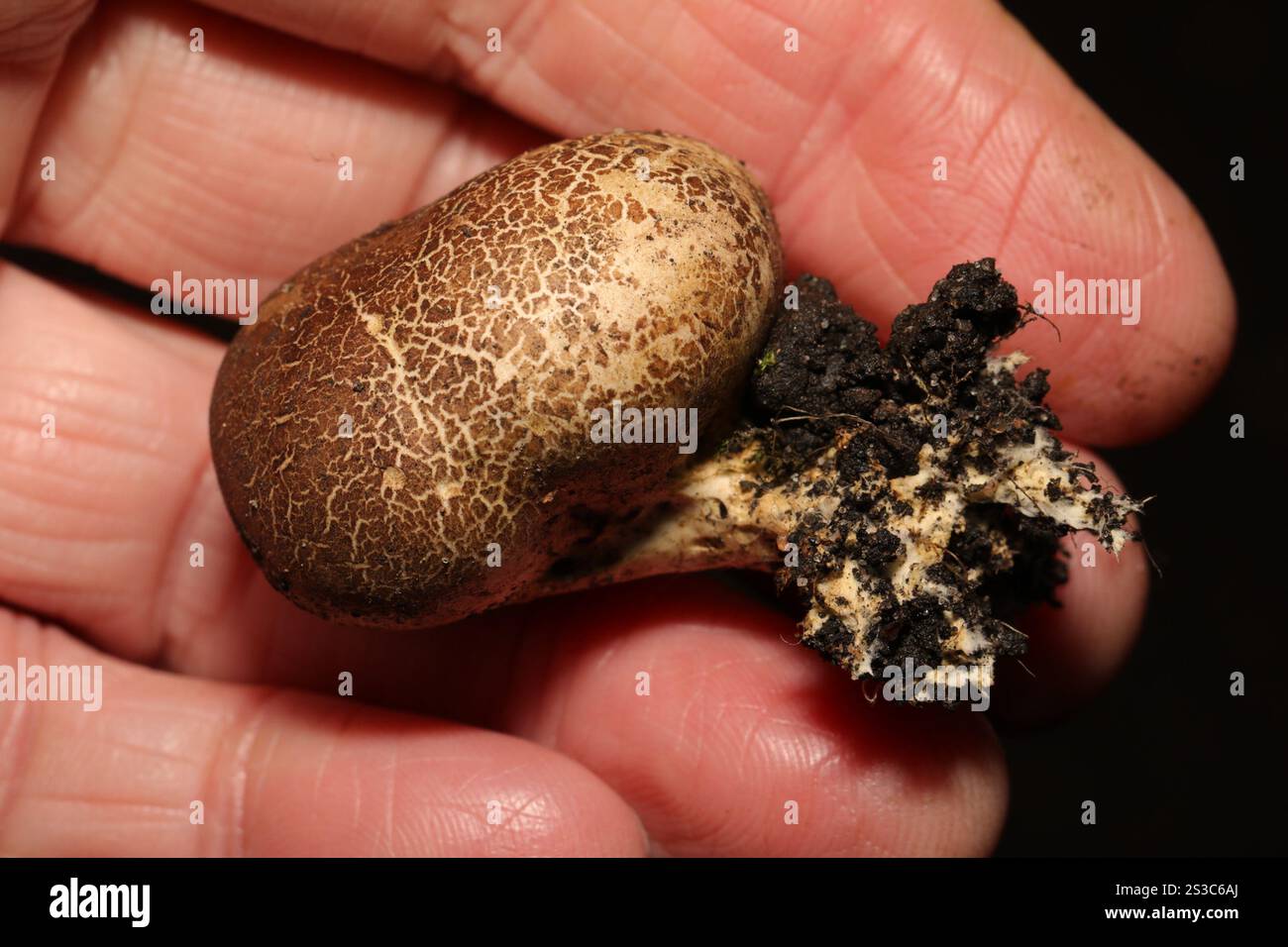 Onion Earthball (Scleroderma cepa Stock Photo - Alamy