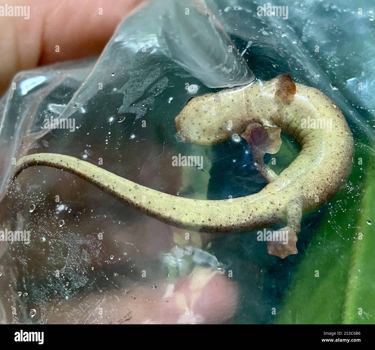 Mushroom-tongued Salamanders (Bolitoglossa Stock Photo - Alamy