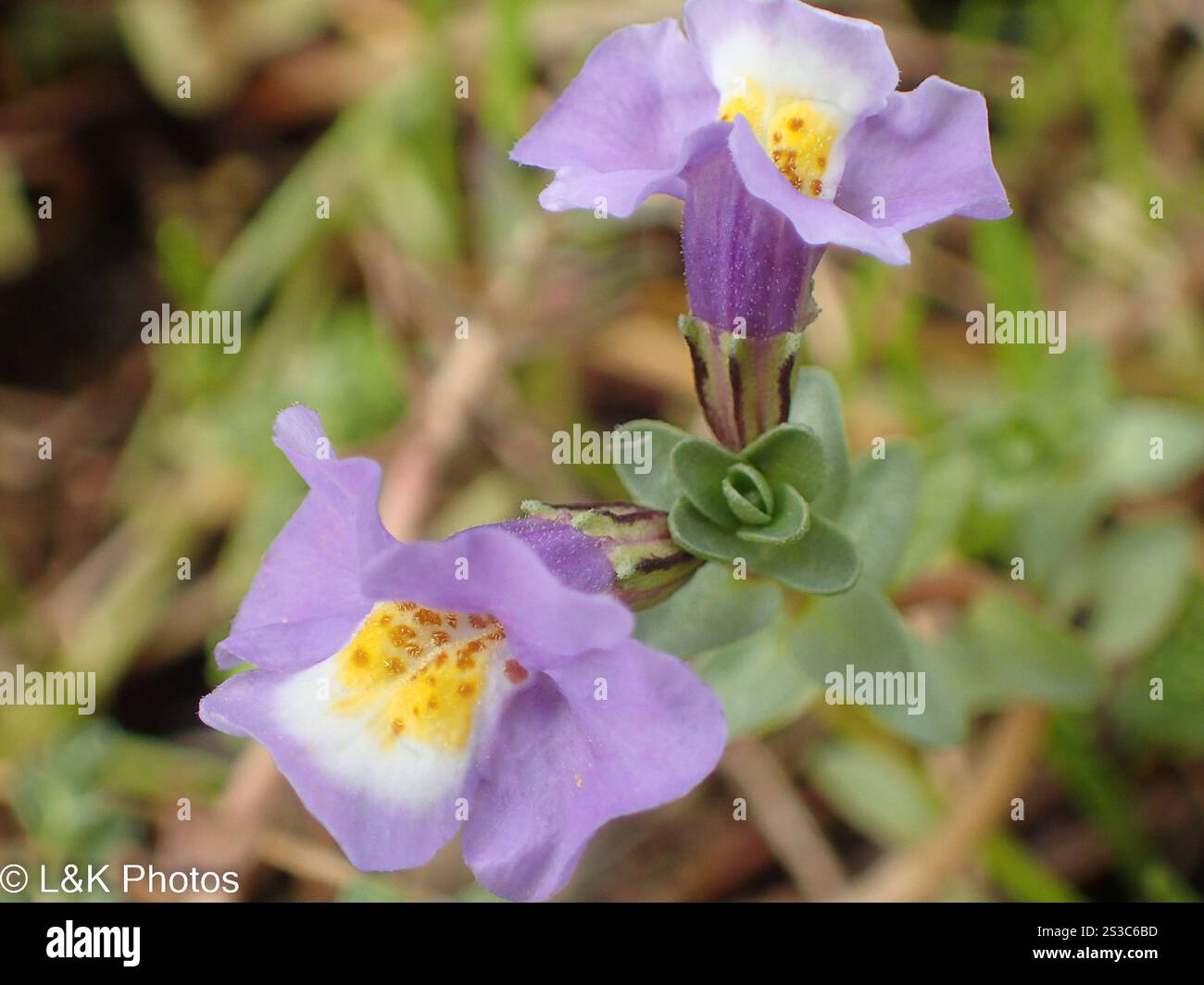 New Zealand Musk (Thyridia repens Stock Photo - Alamy