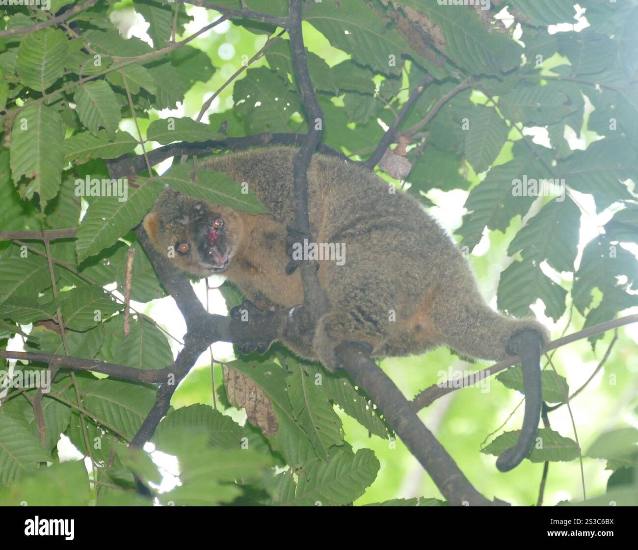 Bear cuscus hi-res stock photography and images - Alamy