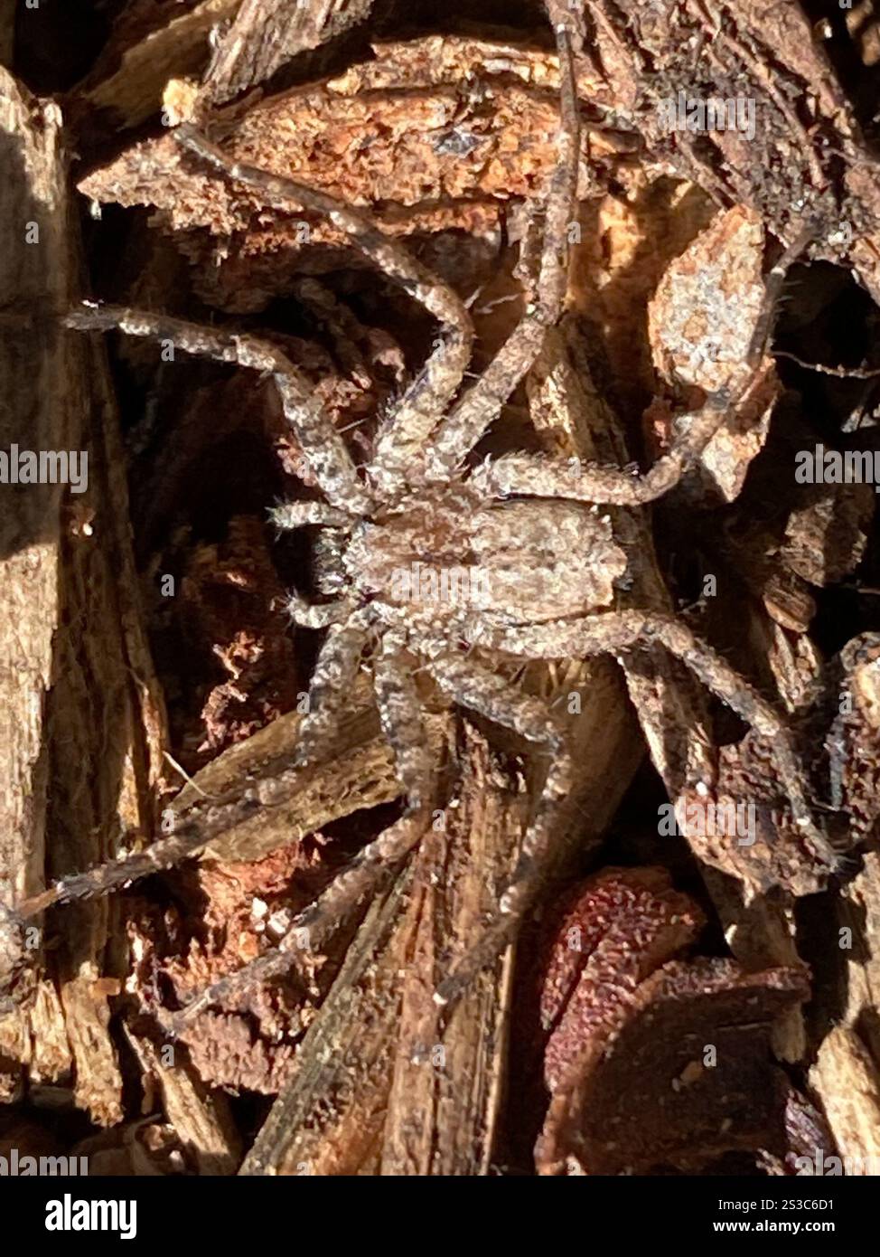 Crescent-eyed Spiders (Selenops Stock Photo - Alamy