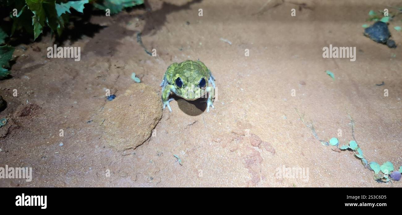 Painted Trilling Frog (Neobatrachus pictus Stock Photo - Alamy