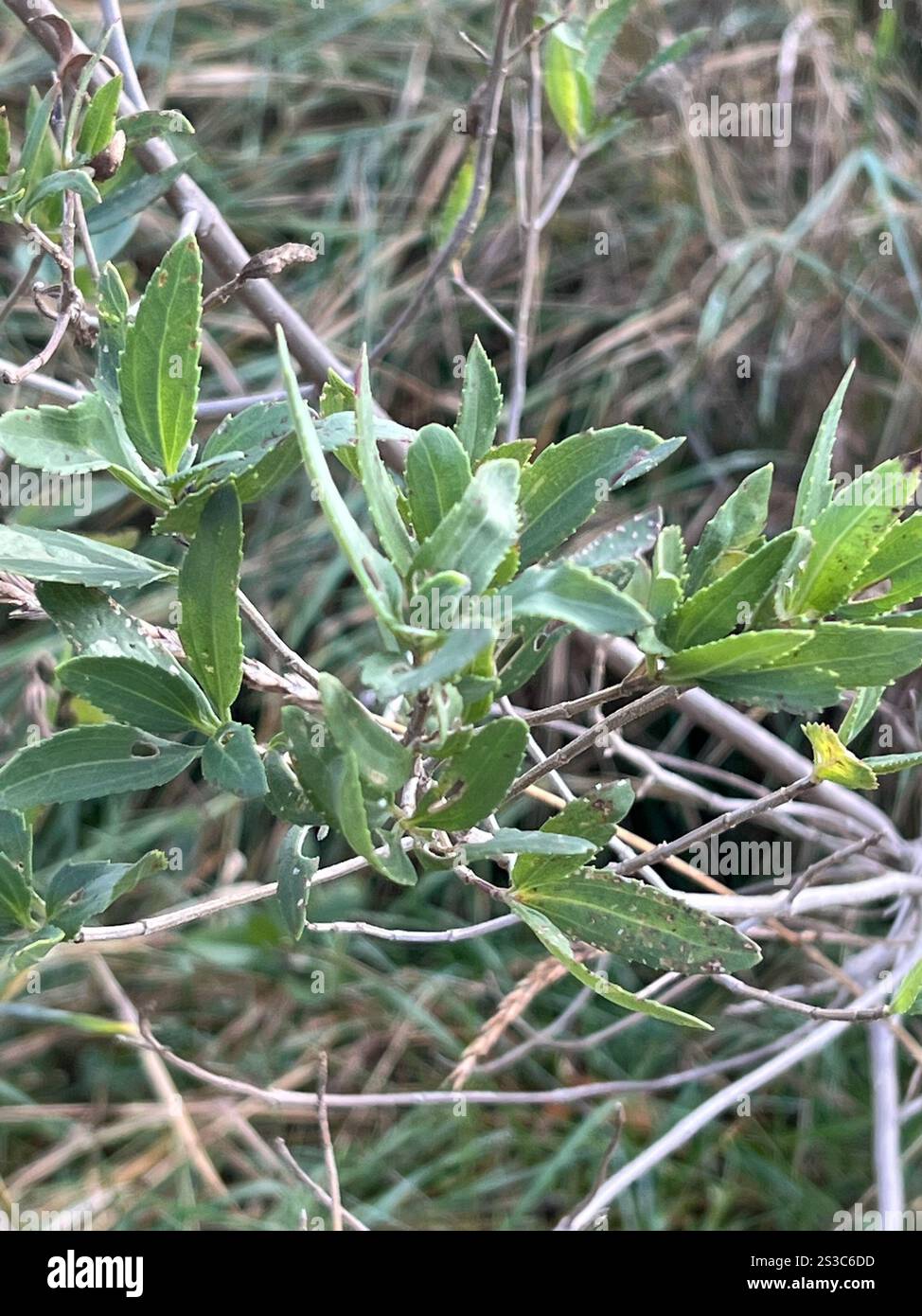 marsh elder (Iva frutescens Stock Photo - Alamy