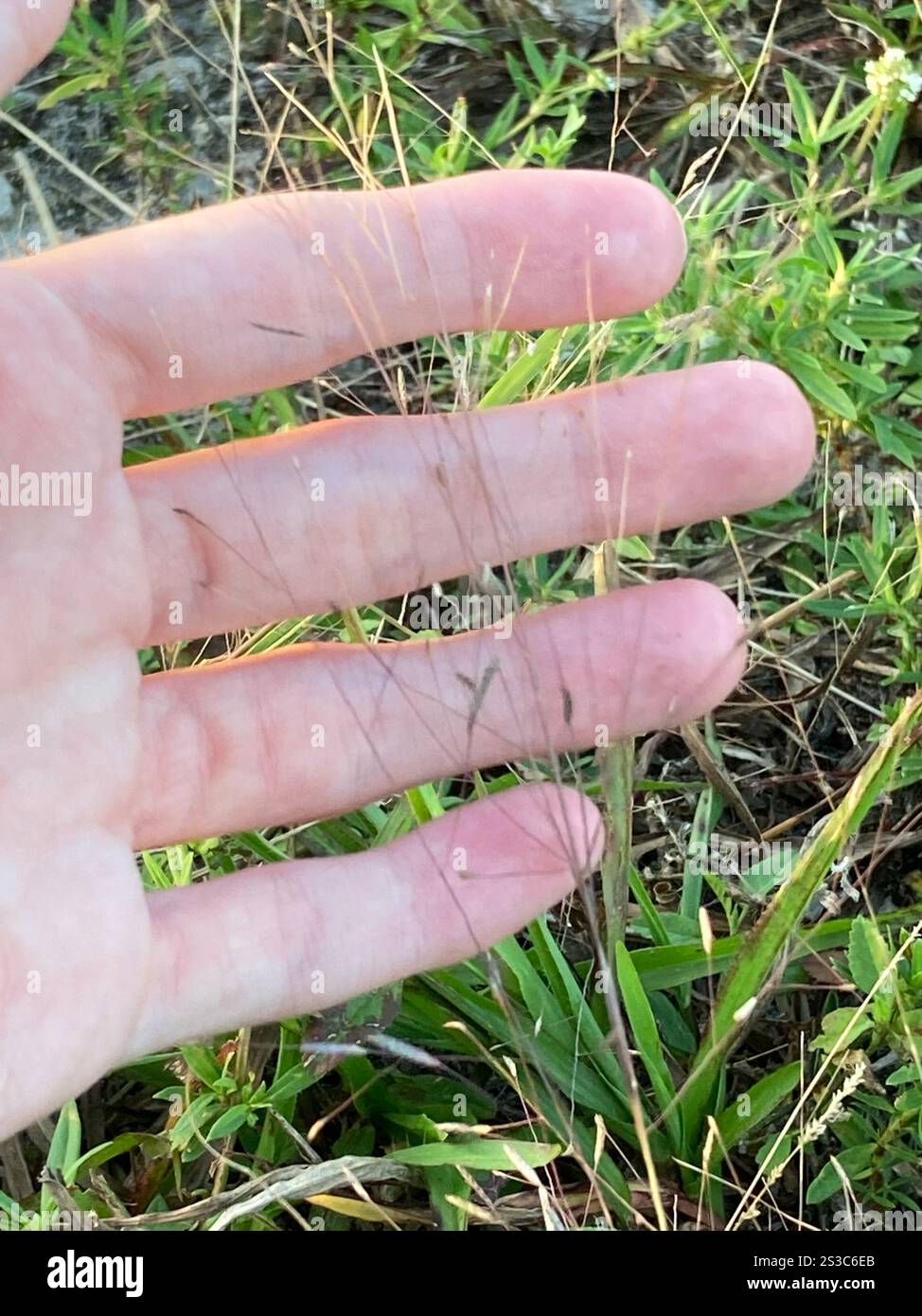 Elliott's lovegrass (Eragrostis elliottii Stock Photo - Alamy