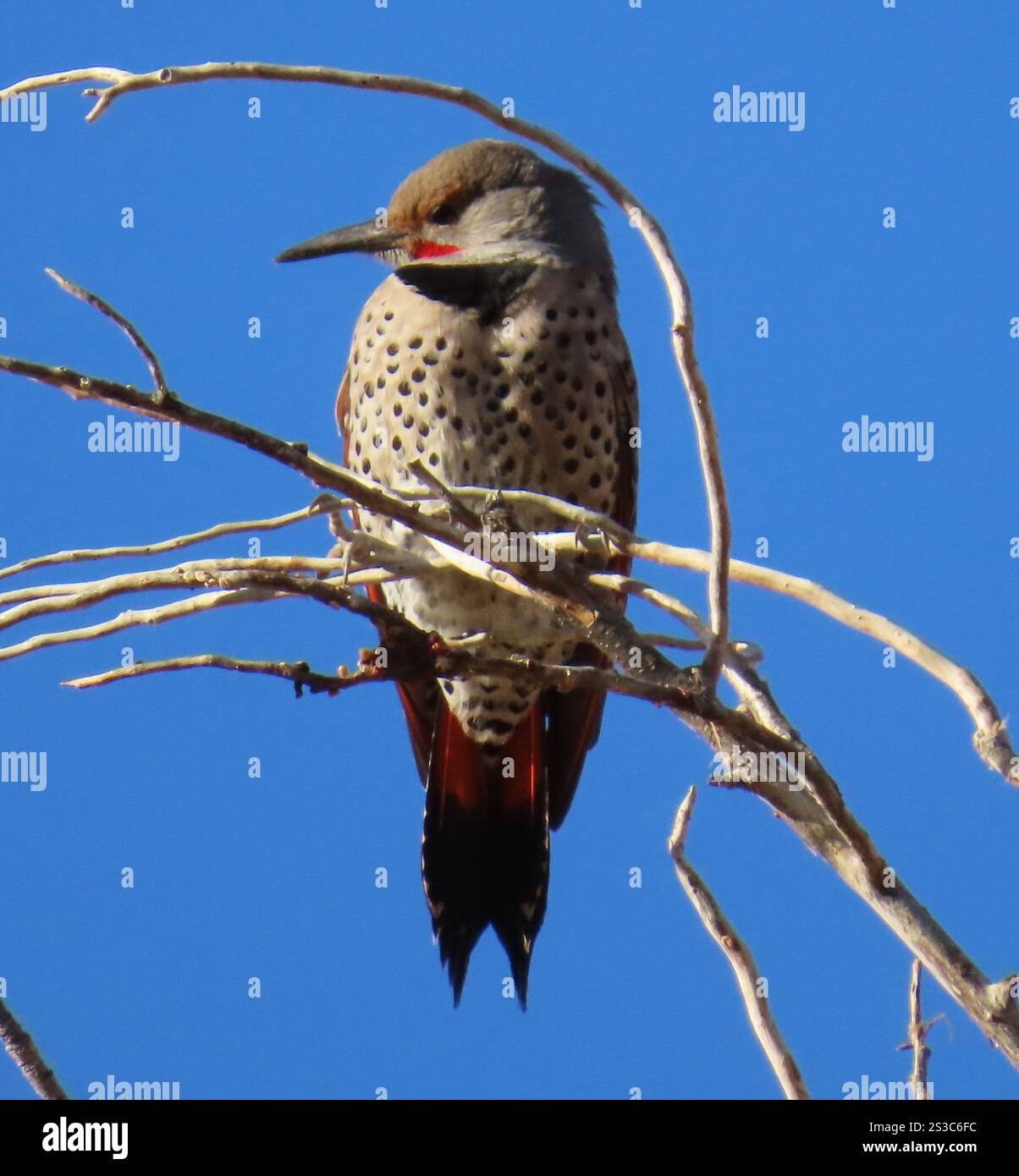 Northern Flicker (Colaptes auratus Stock Photo - Alamy