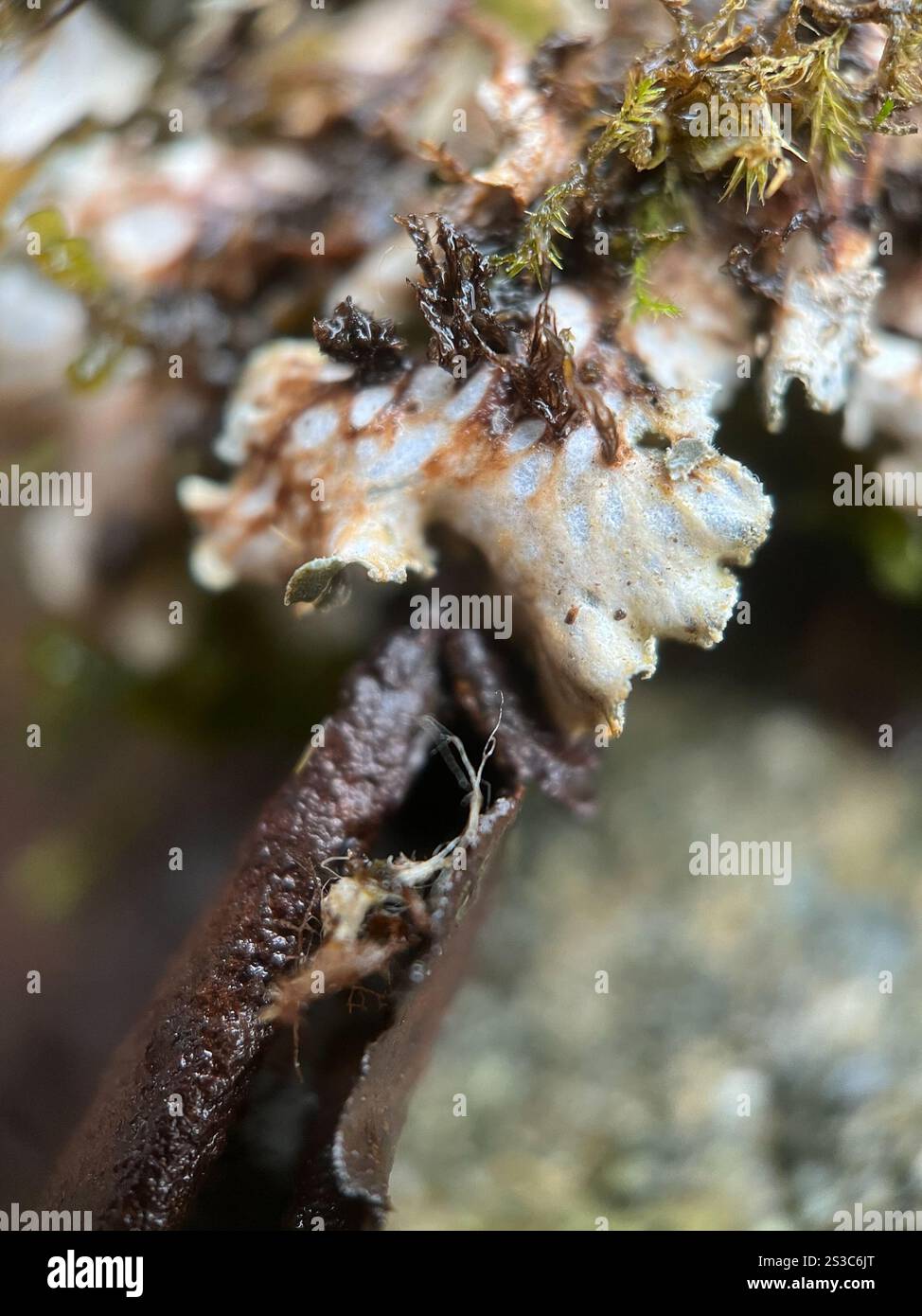 tree pelt lichen (Peltigera collina Stock Photo - Alamy