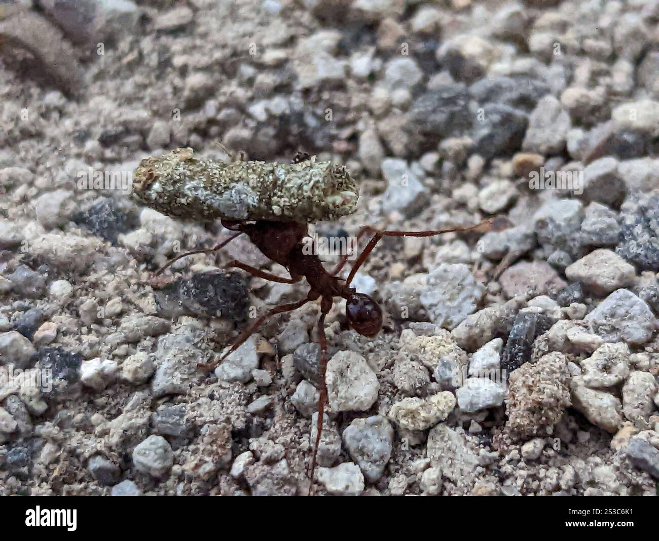Chicatana Leafcutter Ant (Atta mexicana Stock Photo - Alamy