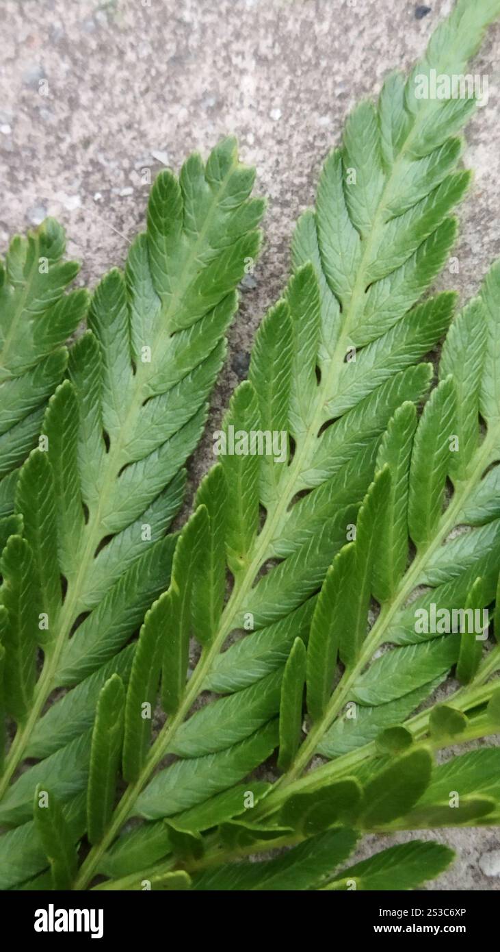 king fern (Todea barbara Stock Photo - Alamy