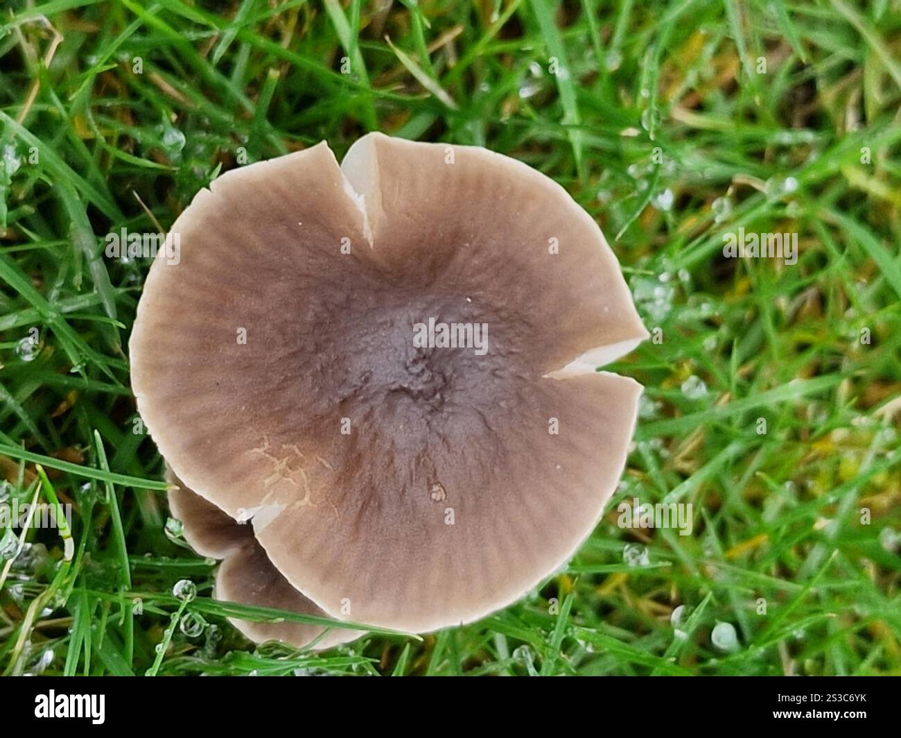 Dermoloma cuneifolium hi-res stock photography and images - Alamy