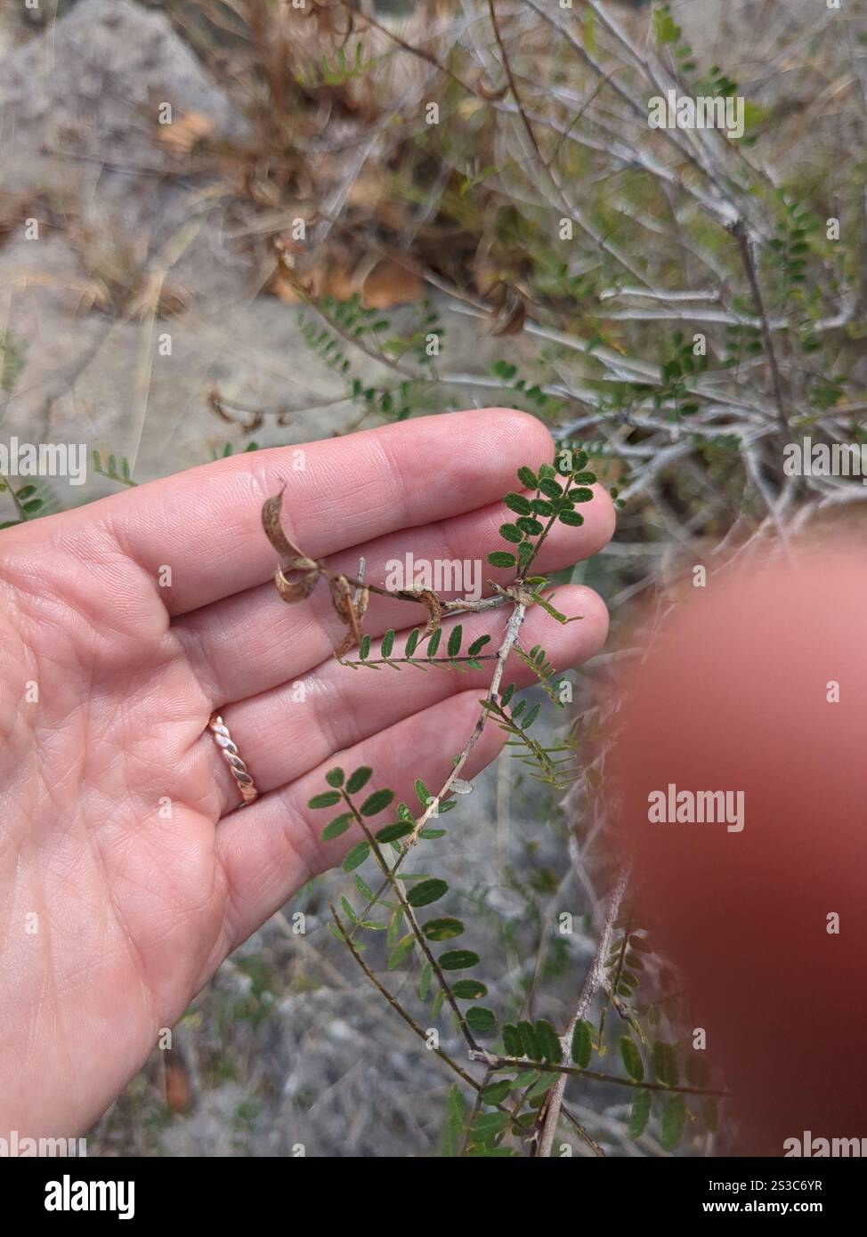 Texas Kidneywood (Eysenhardtia texana Stock Photo - Alamy