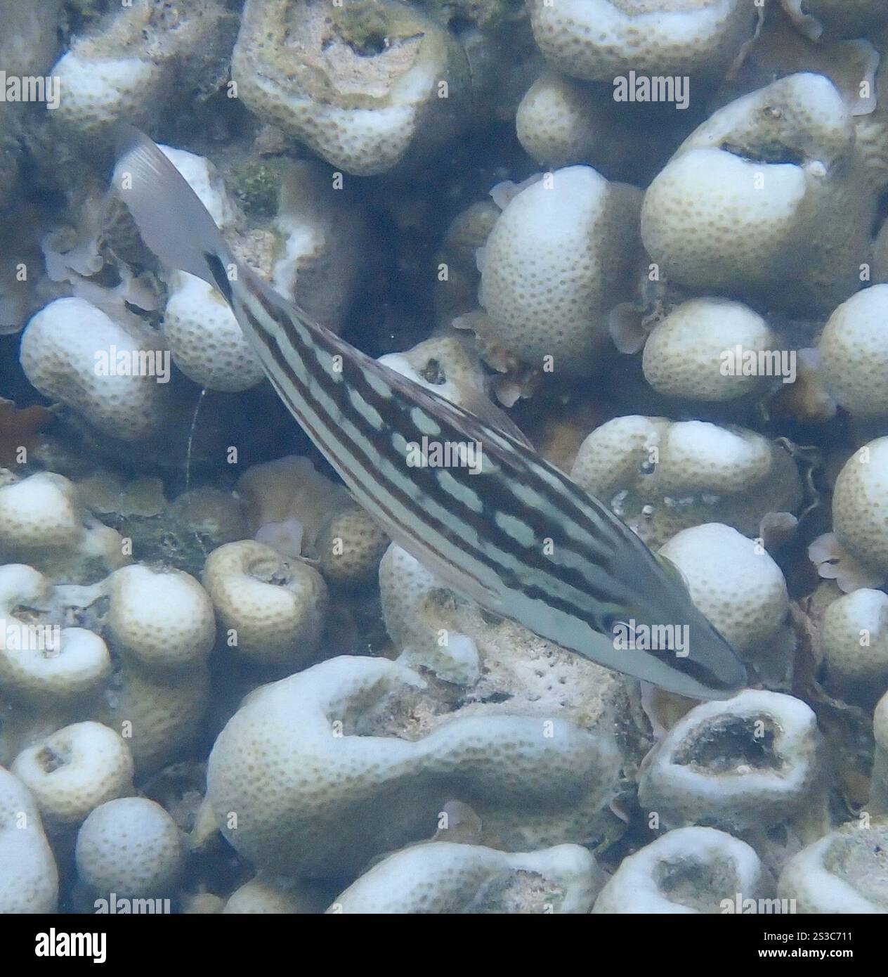 Checkered Snapper (Lutjanus decussatus Stock Photo - Alamy