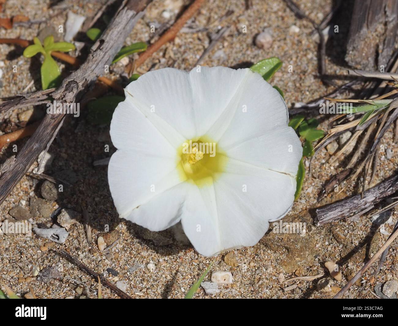 beach morning-glory (Ipomoea imperati Stock Photo - Alamy
