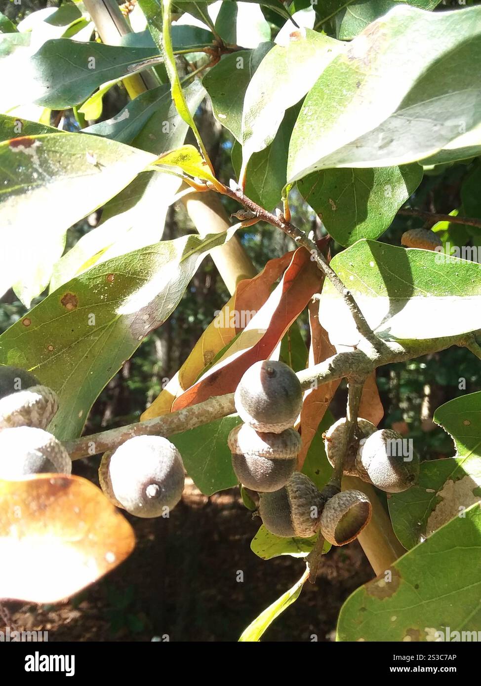 water oak (Quercus nigra Stock Photo - Alamy