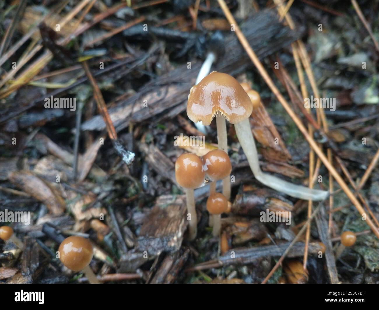 Basidiomycete Fungi (Basidiomycota Stock Photo - Alamy