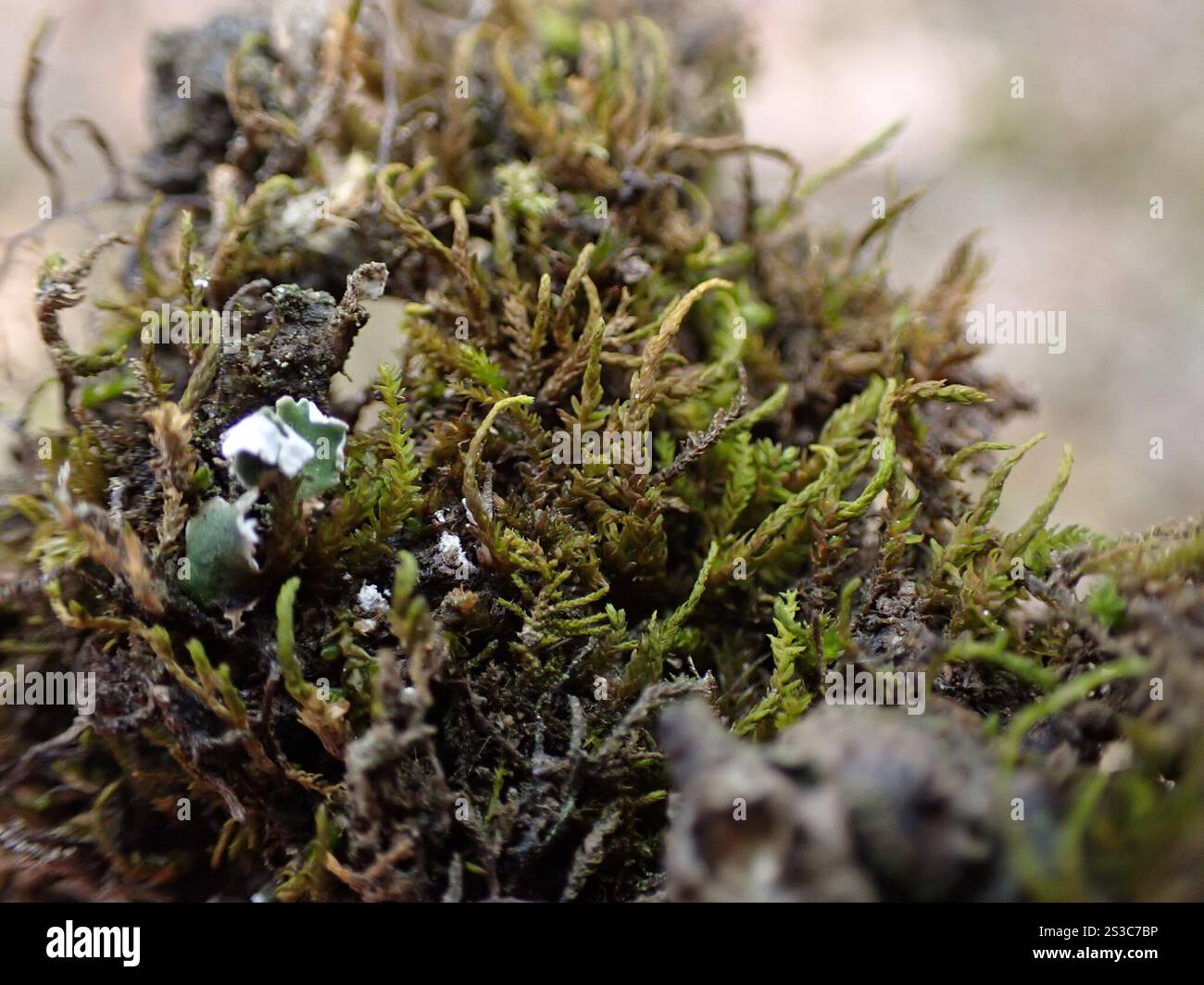 tree-skirt moss (Pseudanomodon attenuatus Stock Photo - Alamy