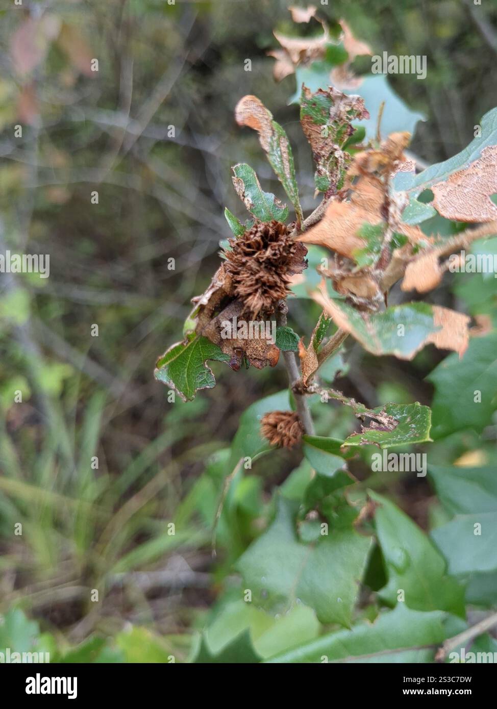 Texas live oak (Quercus fusiformis Stock Photo - Alamy
