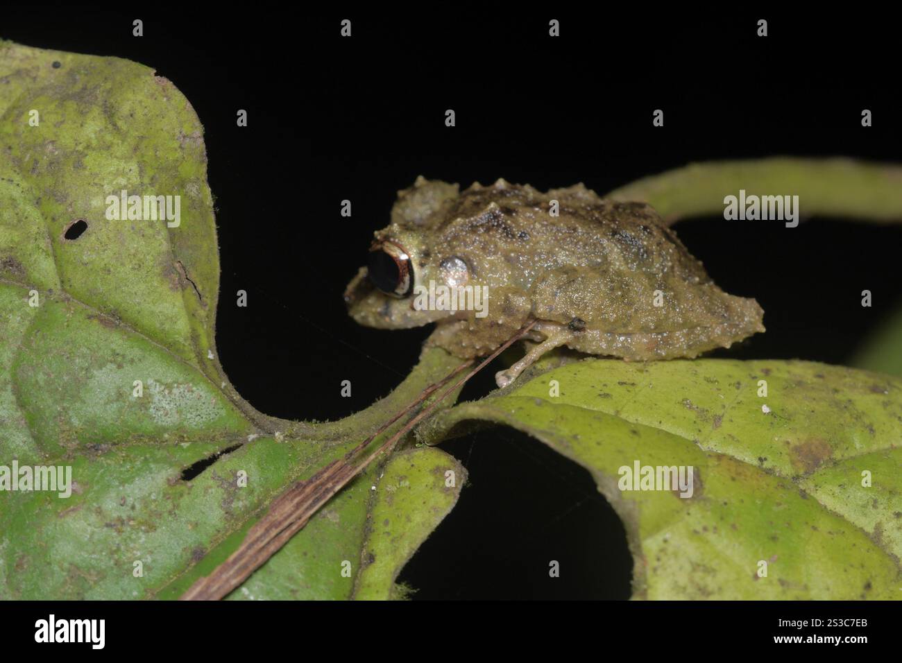 Disc Robber Frog (Pristimantis latidiscus Stock Photo - Alamy