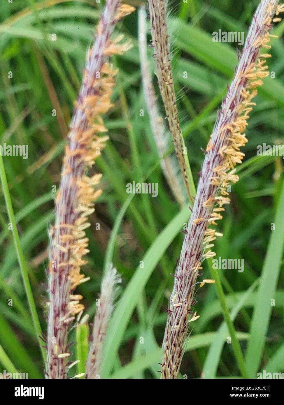 grasses, sedges, cattails, and allies (Poales Stock Photo - Alamy