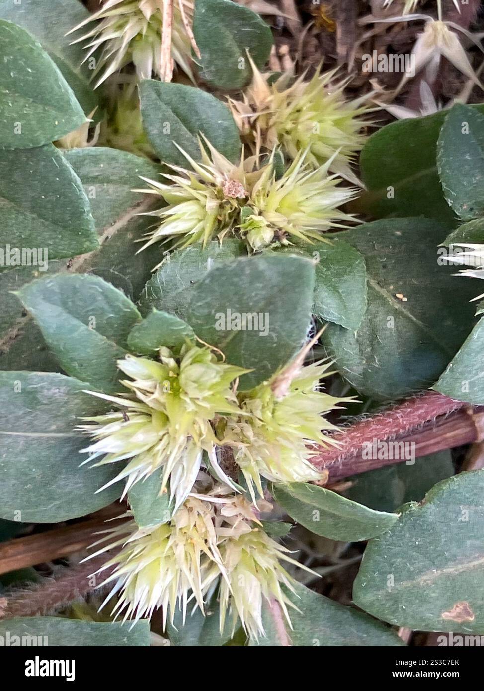 creeping chaffweed (Alternanthera pungens Stock Photo - Alamy
