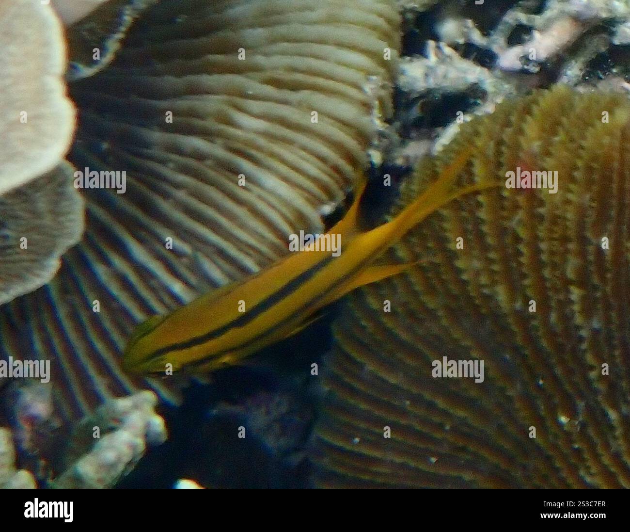 Indo-Pacific Yellowtail Damsel (Neoglyphidodon nigroris Stock Photo - Alamy