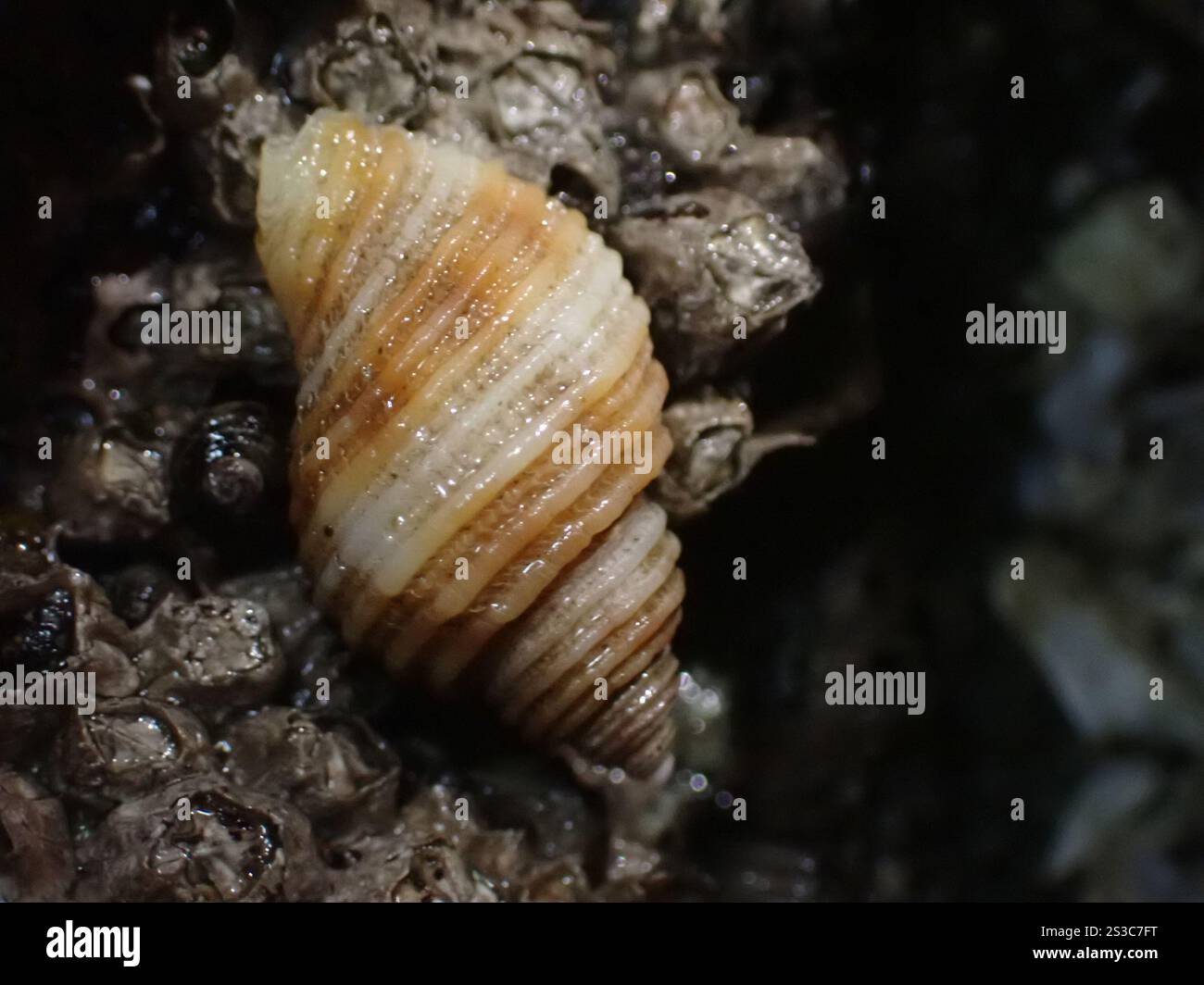 Channeled Dog Winkle (Nucella canaliculata Stock Photo - Alamy