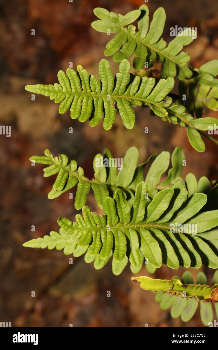 intermediate polypody (Polypodium interjectum Stock Photo - Alamy