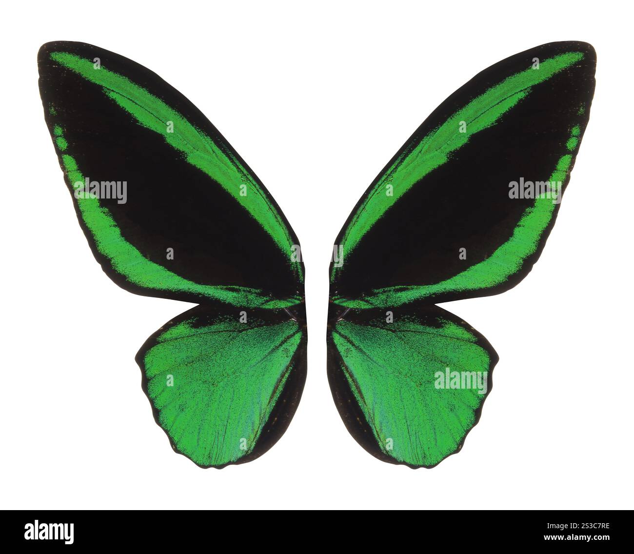 Black butterfly wings Cut Out Stock Images & Pictures - Alamy