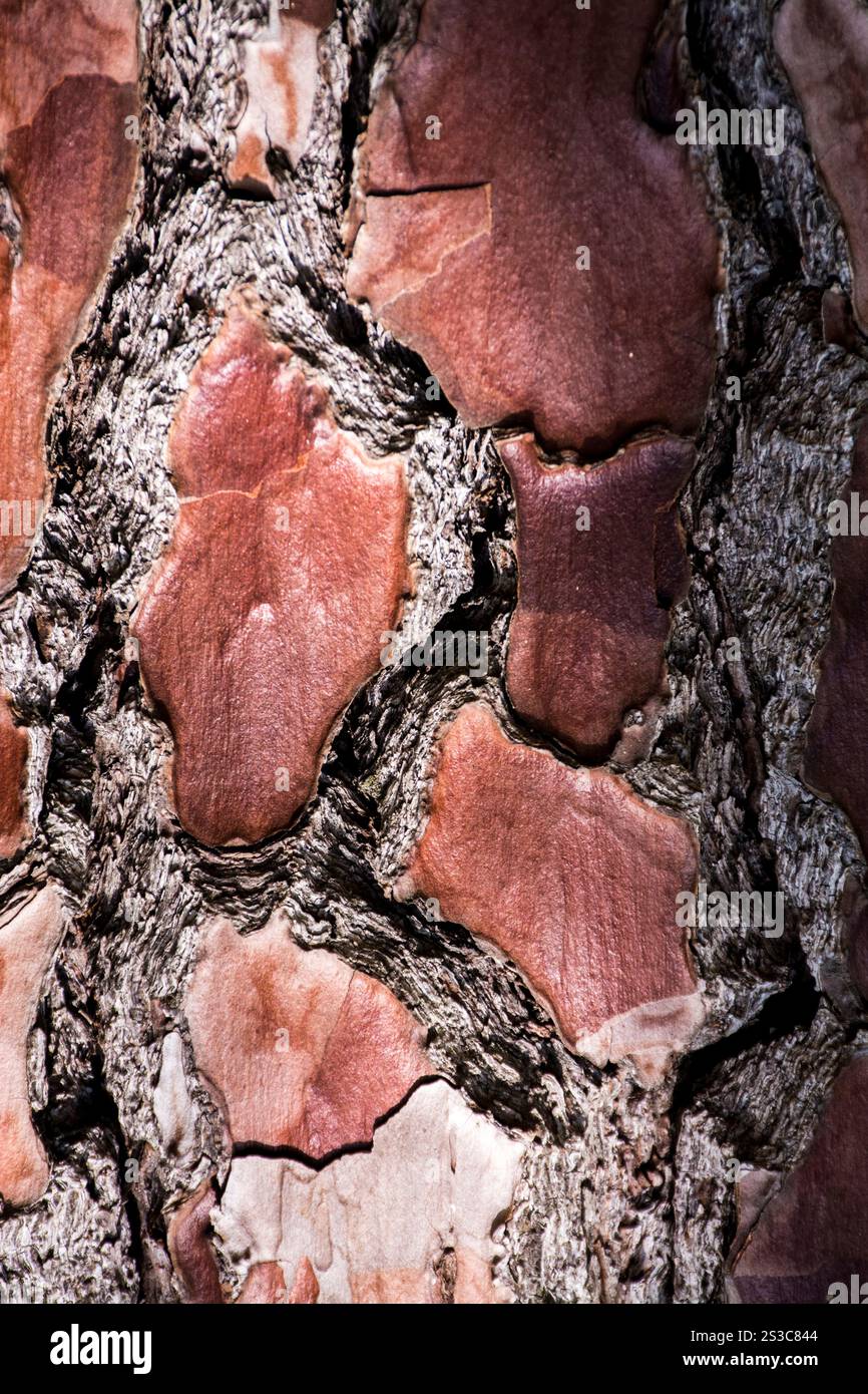 Grey bark tree hi-res stock photography and images - Alamy