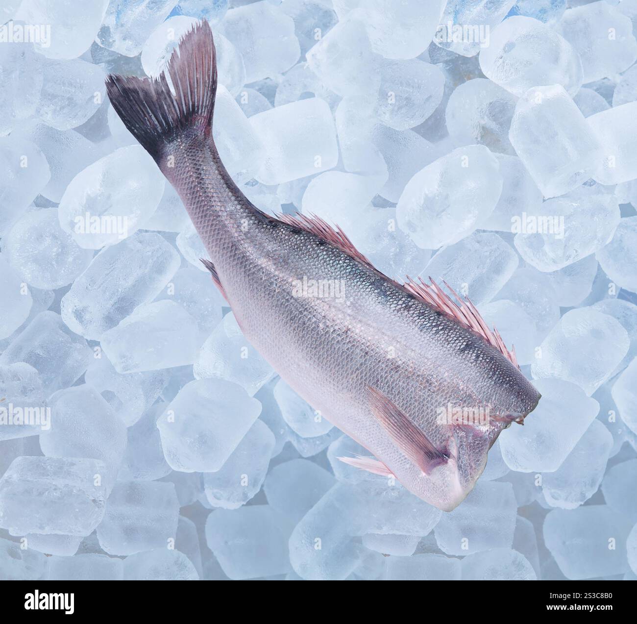 One frozen fish Stock Photo - Alamy