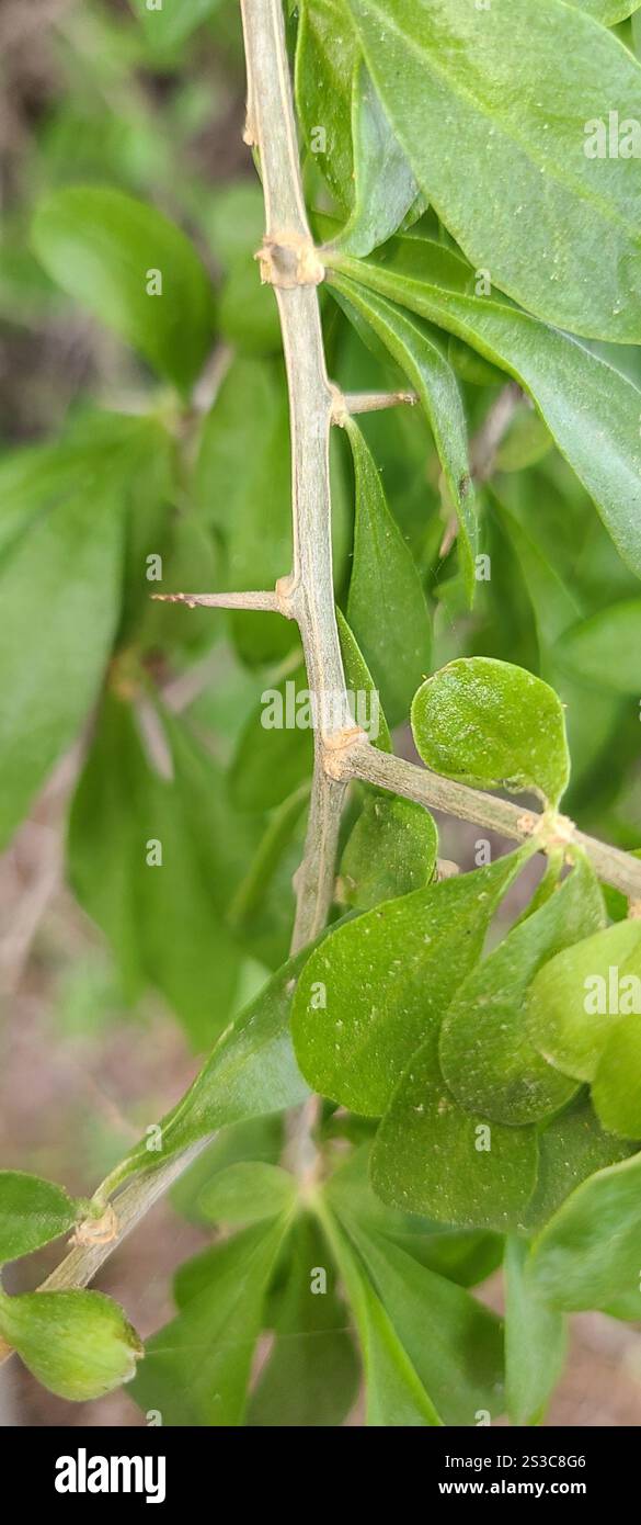 African boxthorn (Lycium ferocissimum Stock Photo - Alamy