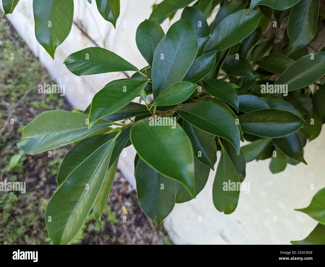 Chinese banyan (Ficus microcarpa Stock Photo - Alamy