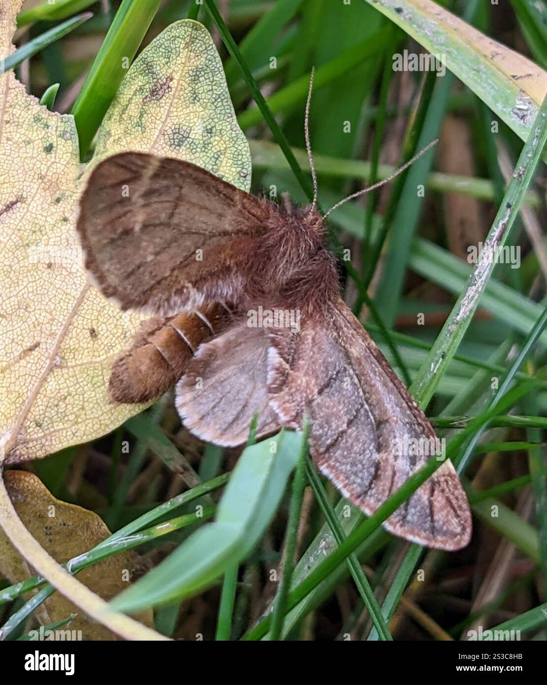 Plumigera hi-res stock photography and images - Alamy