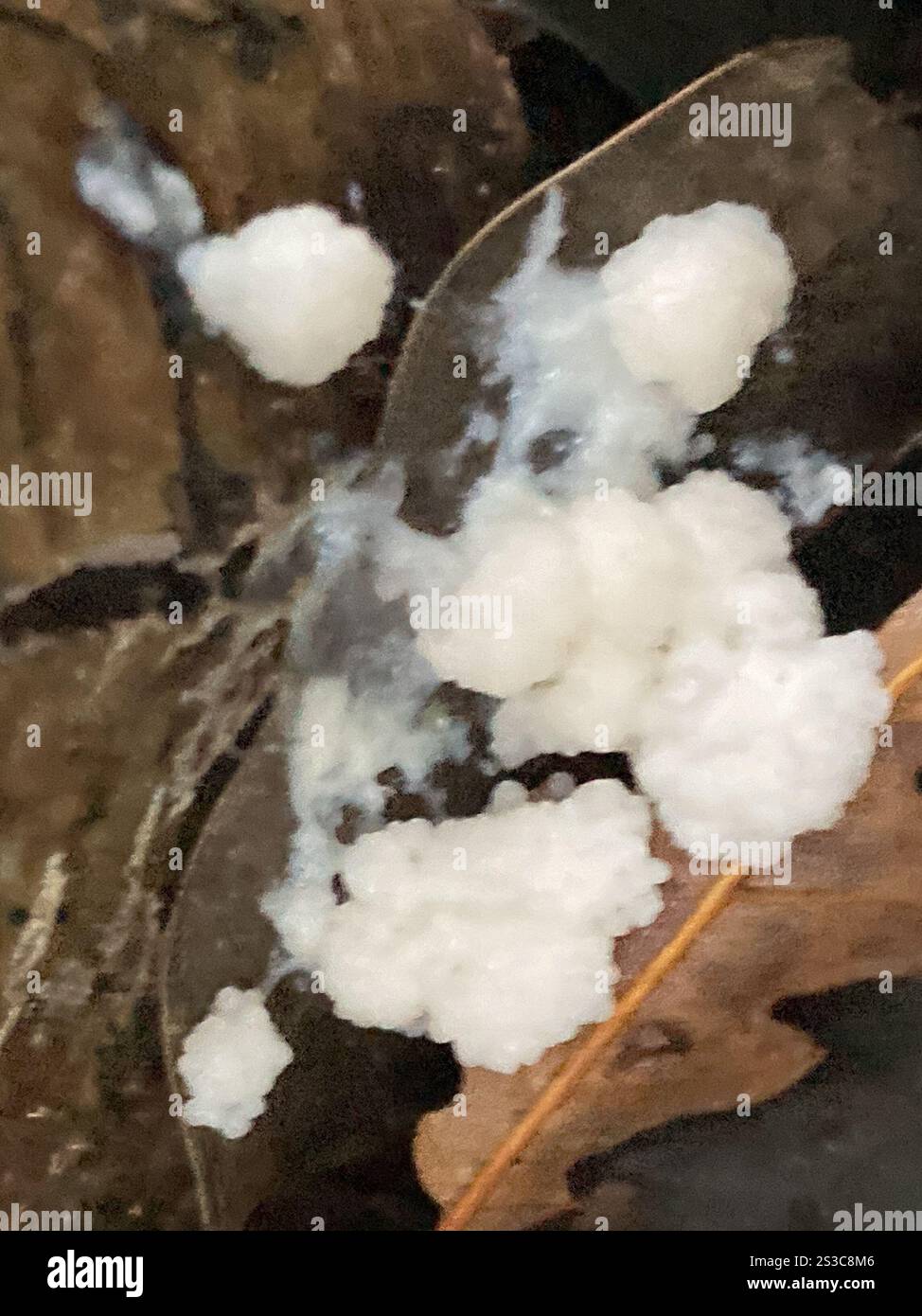 Dog Sick Slime Mould (Didymium spongiosum Stock Photo - Alamy