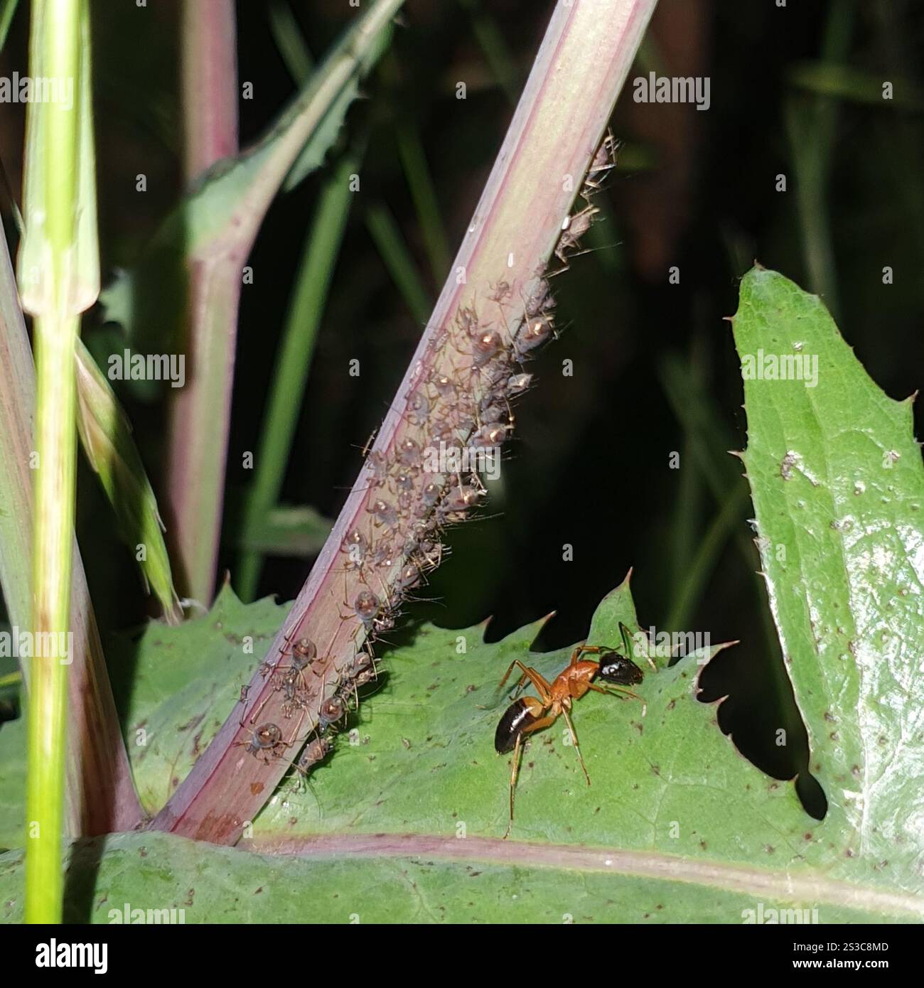 Banded Sugar Ant (Camponotus consobrinus Stock Photo - Alamy