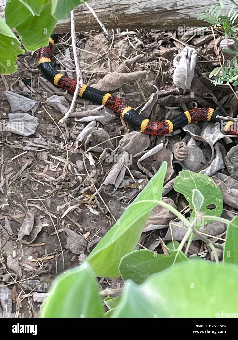 Texas Coralsnake (Micrurus tener Stock Photo - Alamy