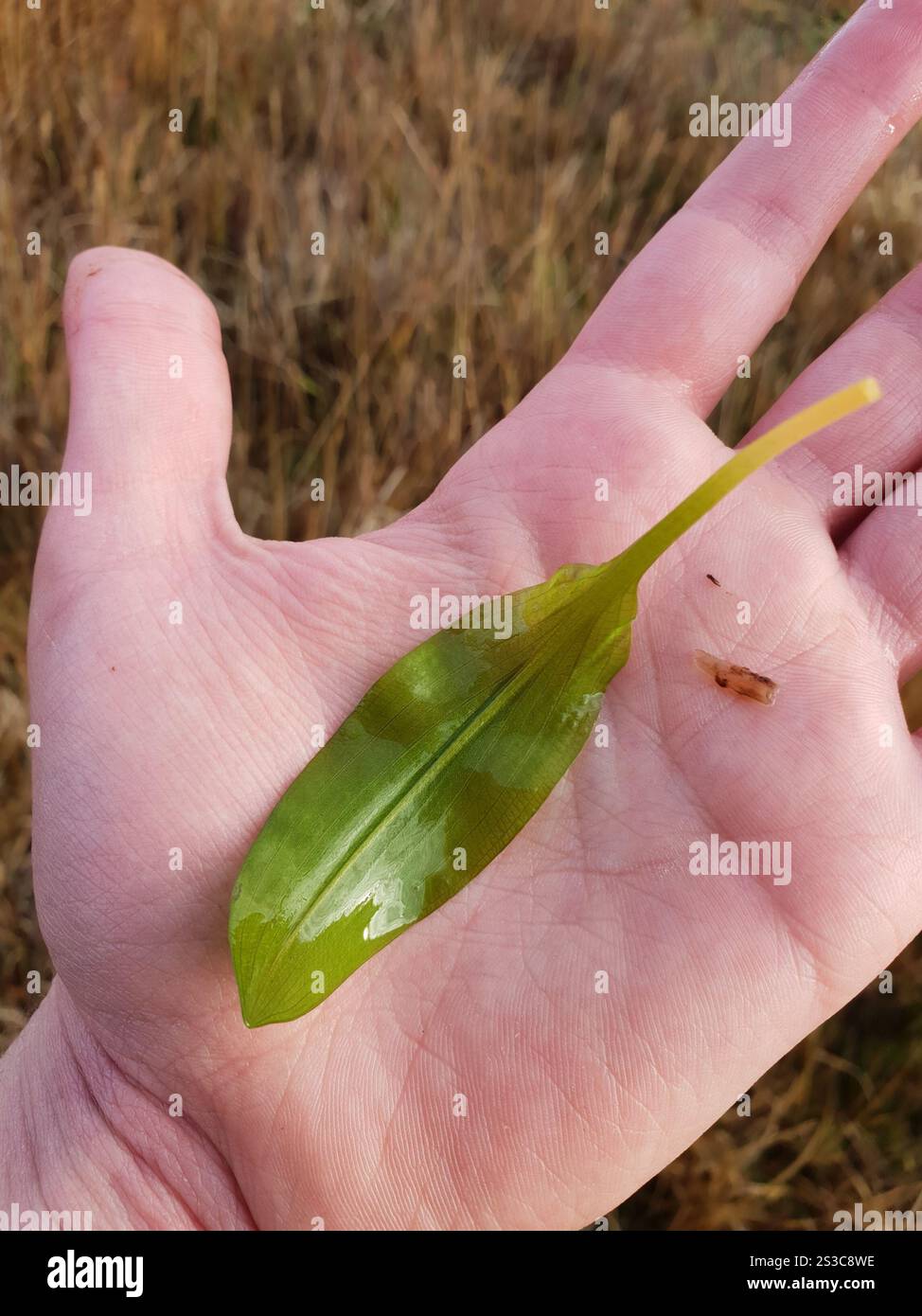 Bog Pondweed (Potamogeton polygonifolius Stock Photo - Alamy