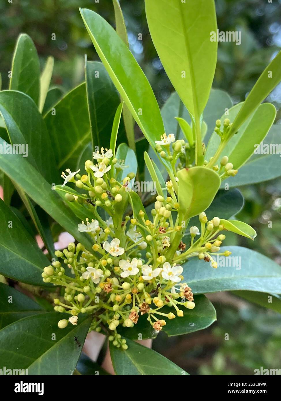 dahoon holly (Ilex cassine Stock Photo - Alamy