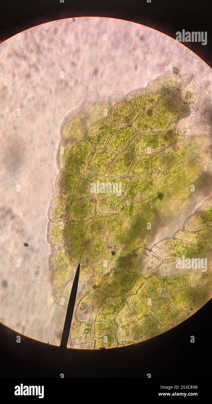 Texas Balloonwort (Sphaerocarpos texanus Stock Photo - Alamy