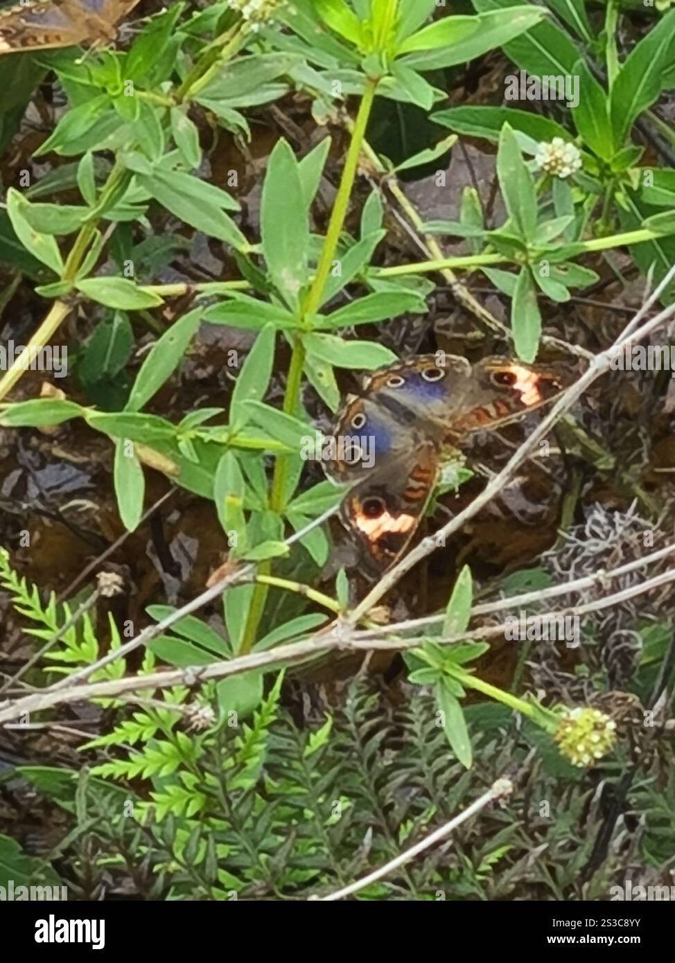 South American Tropical Buckeye (Junonia evarete Stock Photo - Alamy