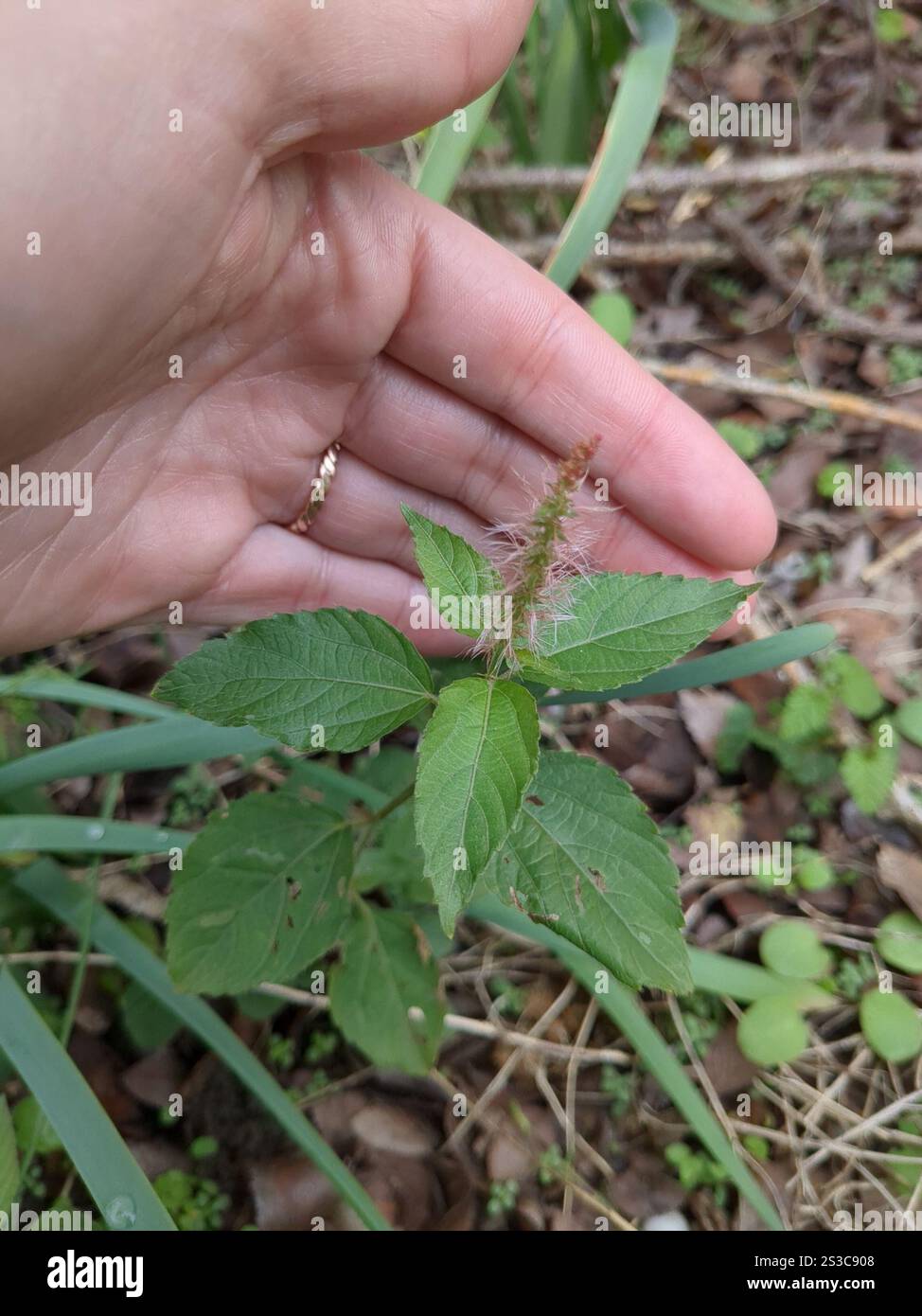 shrubby copperleaf (Acalypha phleoides Stock Photo - Alamy