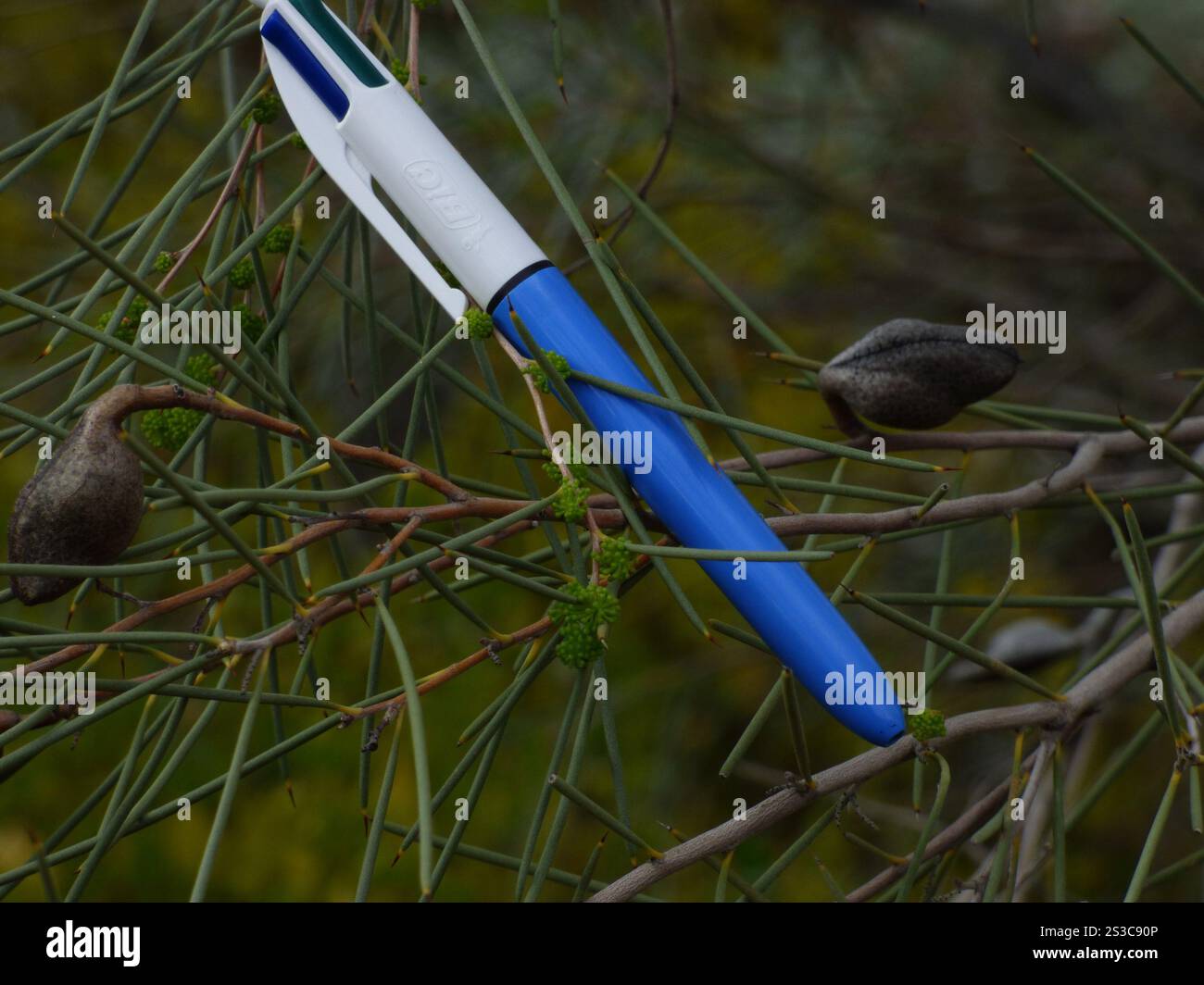 silver needlewood (Hakea leucoptera Stock Photo - Alamy