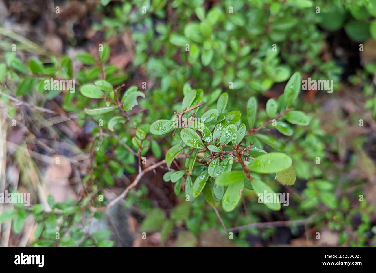 Oregon Boxwood (Paxistima myrsinites Stock Photo - Alamy
