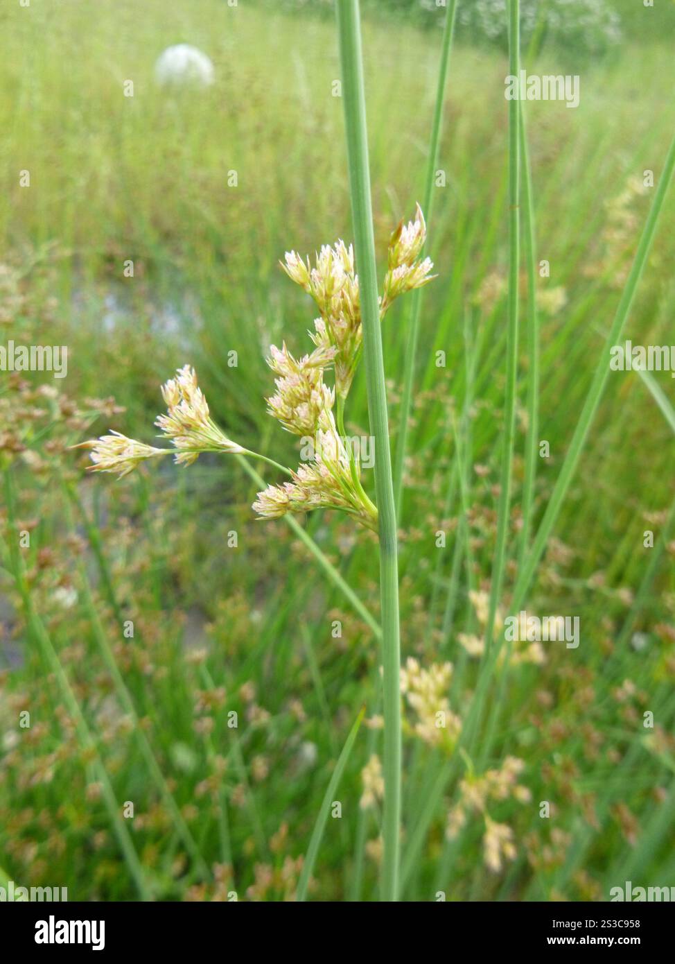 Hard Rush (Juncus inflexus Stock Photo - Alamy
