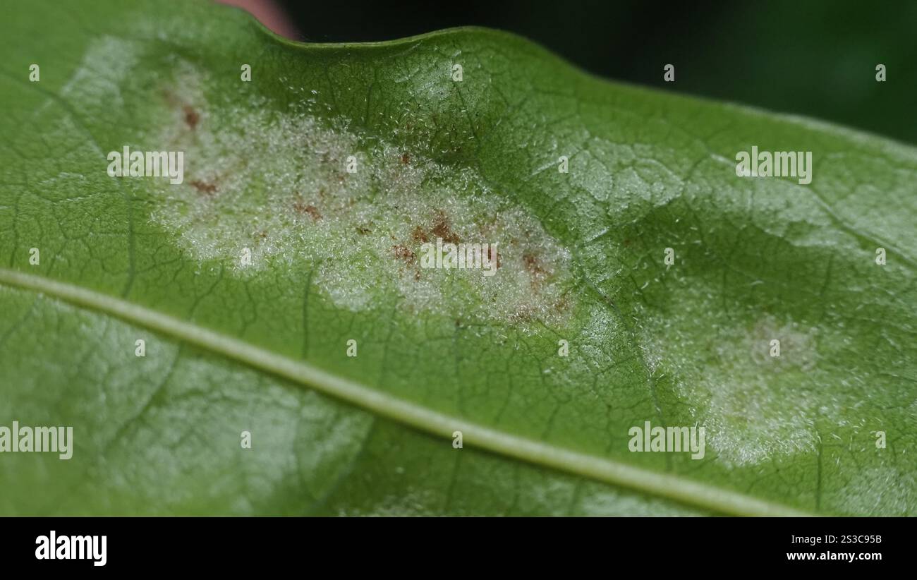 Gall and Rust Mites (Eriophyidae Stock Photo - Alamy