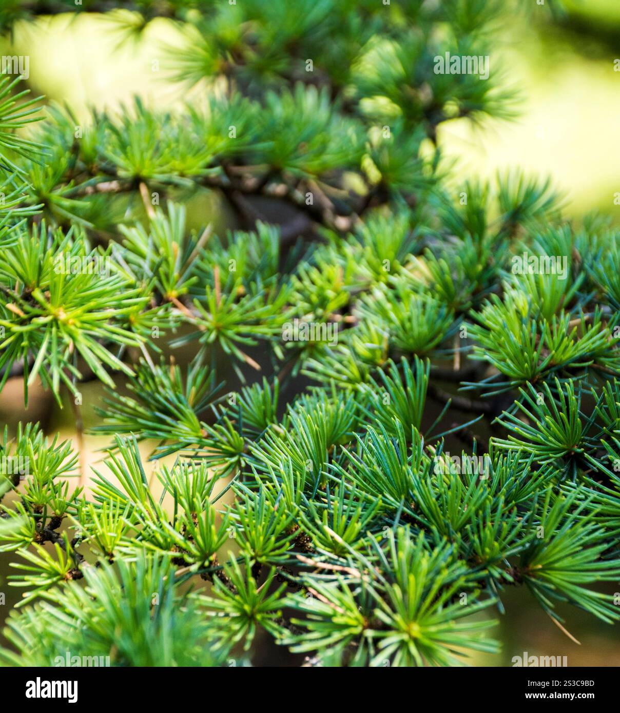 Evergreen tree needles hi-res stock photography and images - Alamy