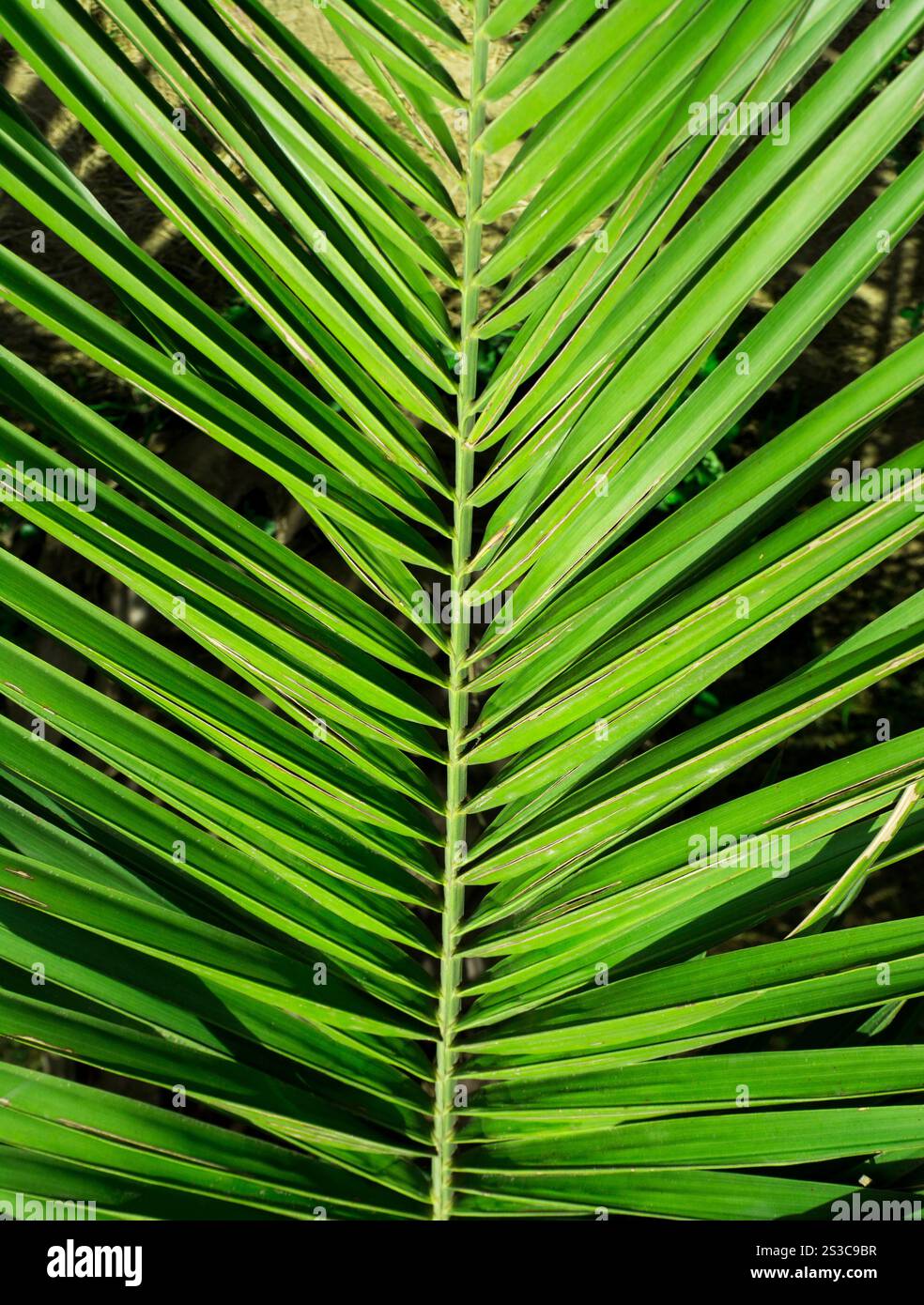 Tropical palm leave jungle hi-res stock photography and images - Alamy