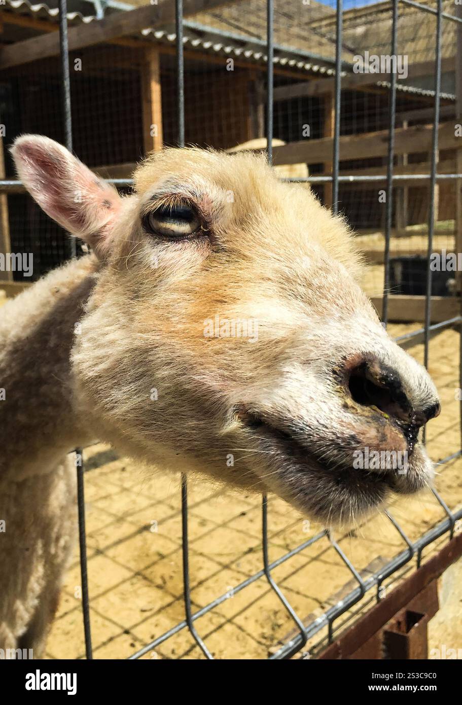Breeding sheep in farm hi-res stock photography and images - Alamy