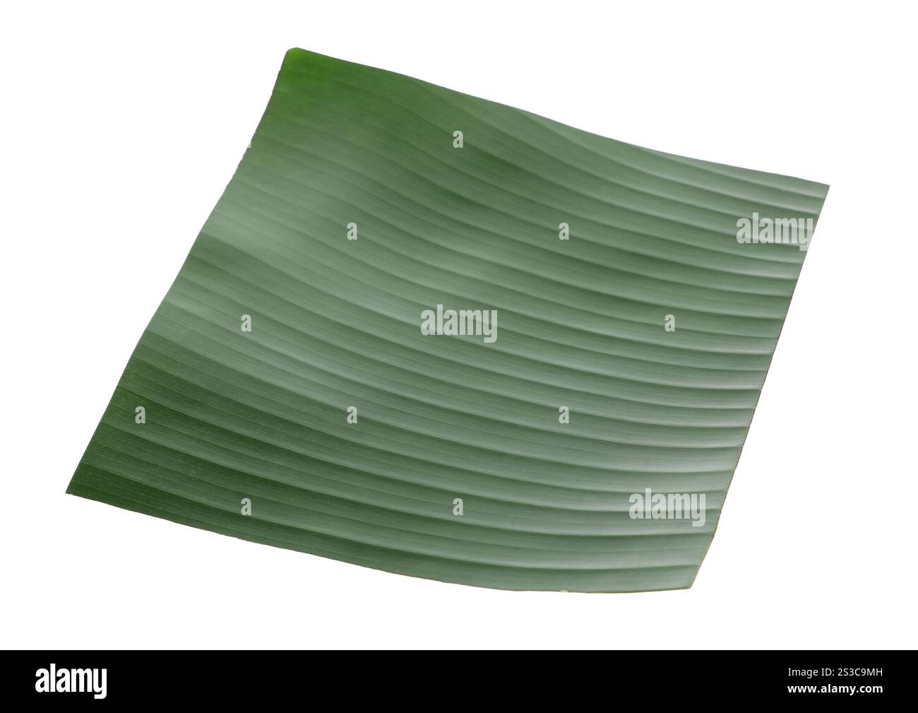 Piece of banana leaf isolated on white. Traditional meal serving Stock ...