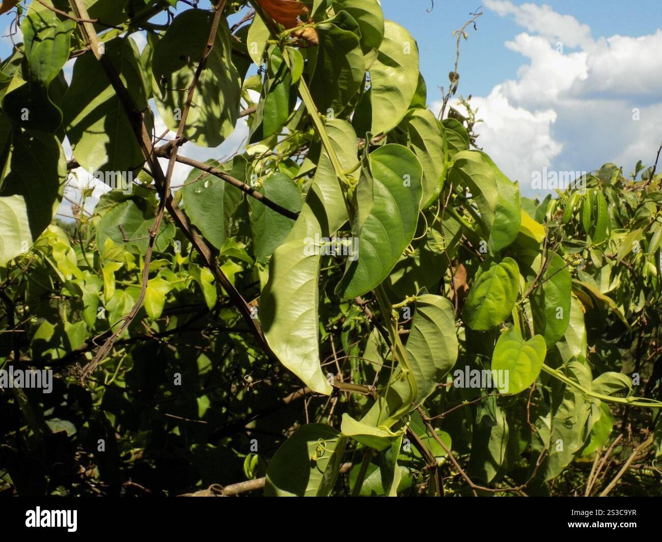 Winged-Stem Passion Flower (Passiflora alata Stock Photo - Alamy